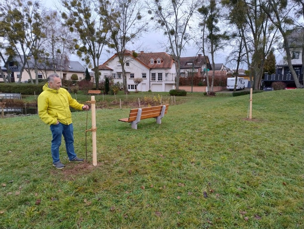Ein Geschenk, das mitwächst: Drei neue Bäume für Herforst! Walnuss ...